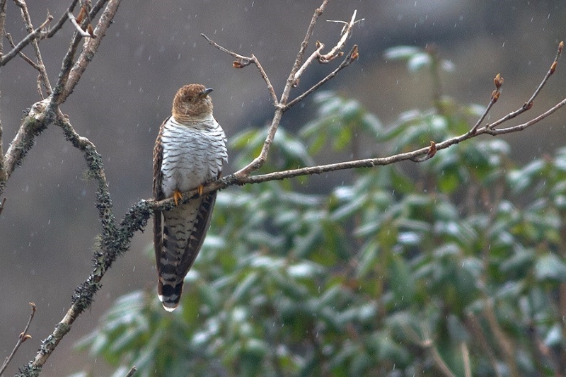 Folklore on Birds in Limboo Language by Rai and Limboo Tribal People