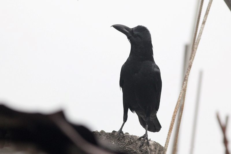 Folklore on Birds in Limboo Language by Rai and Limboo Tribal People