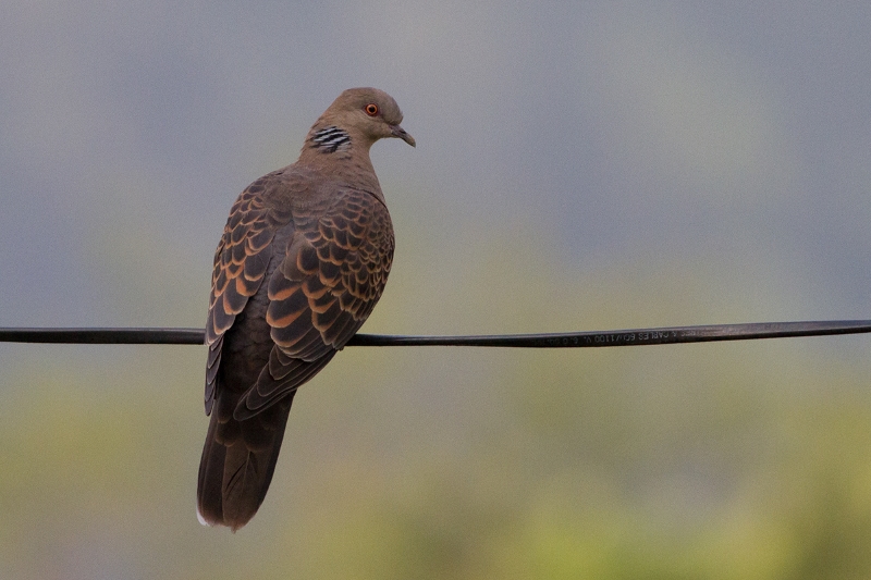 Folklore on Birds in Nepalese Language by Khas Nepali People